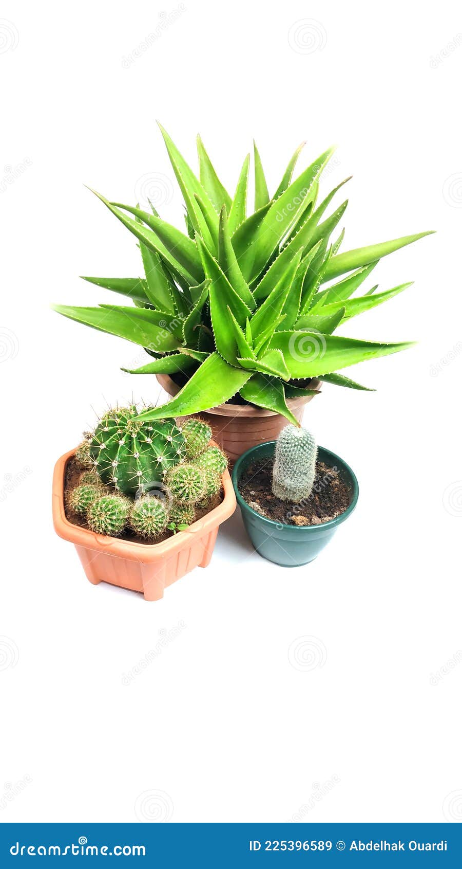 Beautiful Natural Cactus and Aloe Vera Stock Image - Image of garden ...