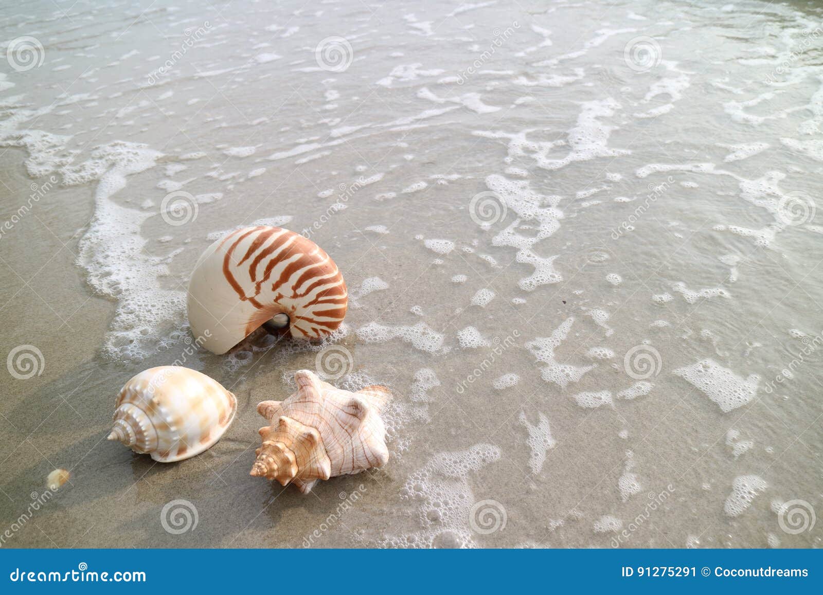 Three Types of Natural Seashells on the Beach with the Wave Swash Stock ...