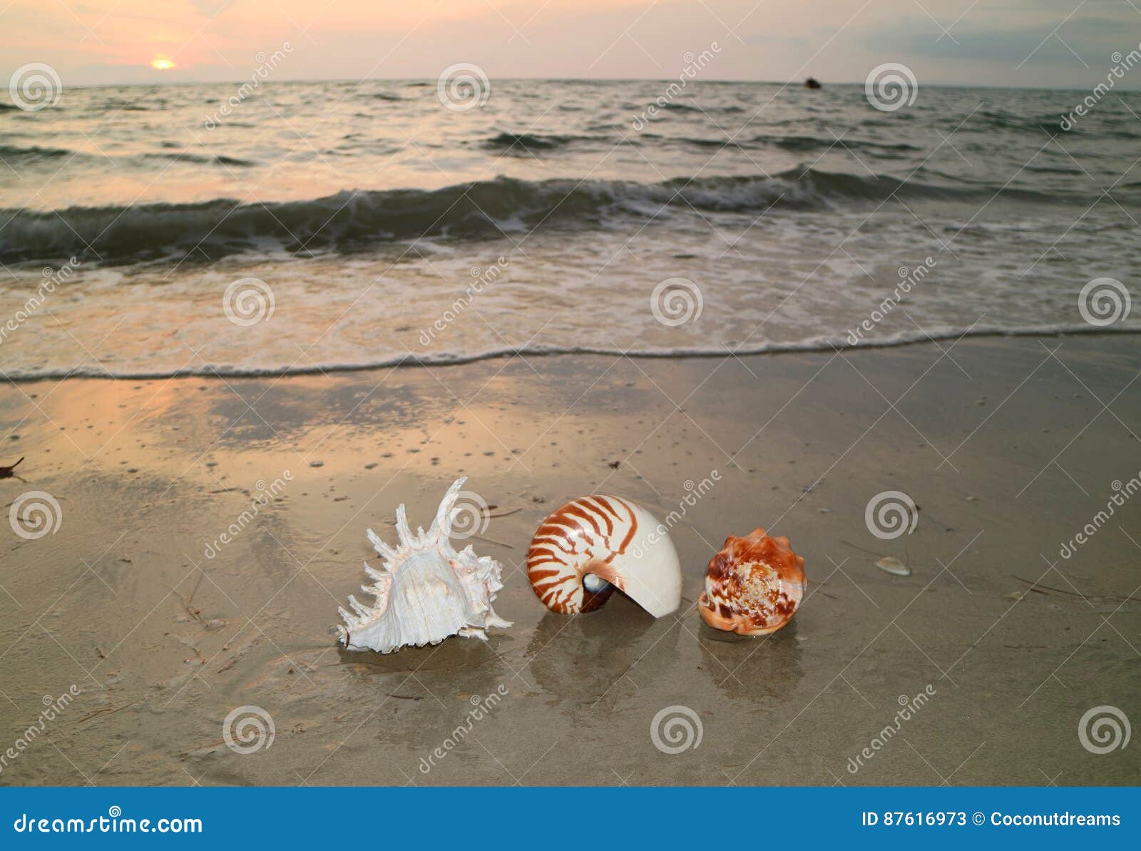 Three Types of Natural Seashells on Beautiful Sunset Beach Stock Image ...