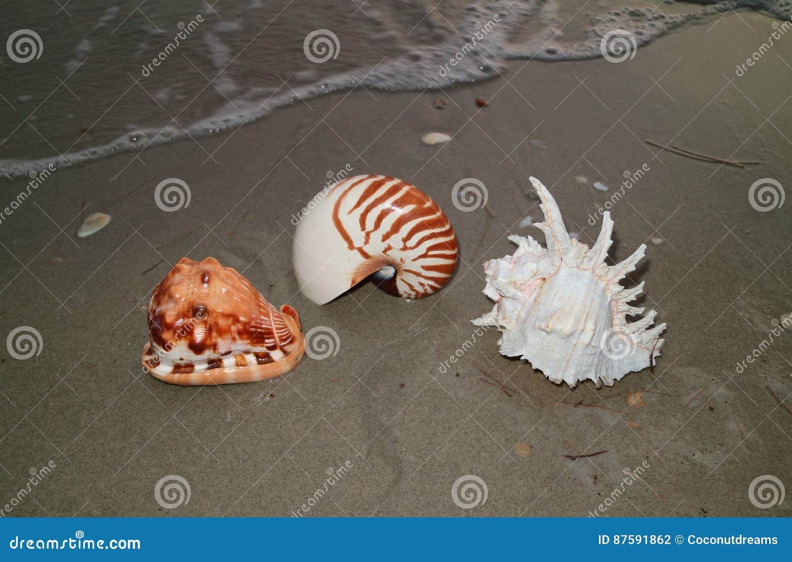 Three Types of Natural Seashells on the Sand Beach Approaching by Soft ...