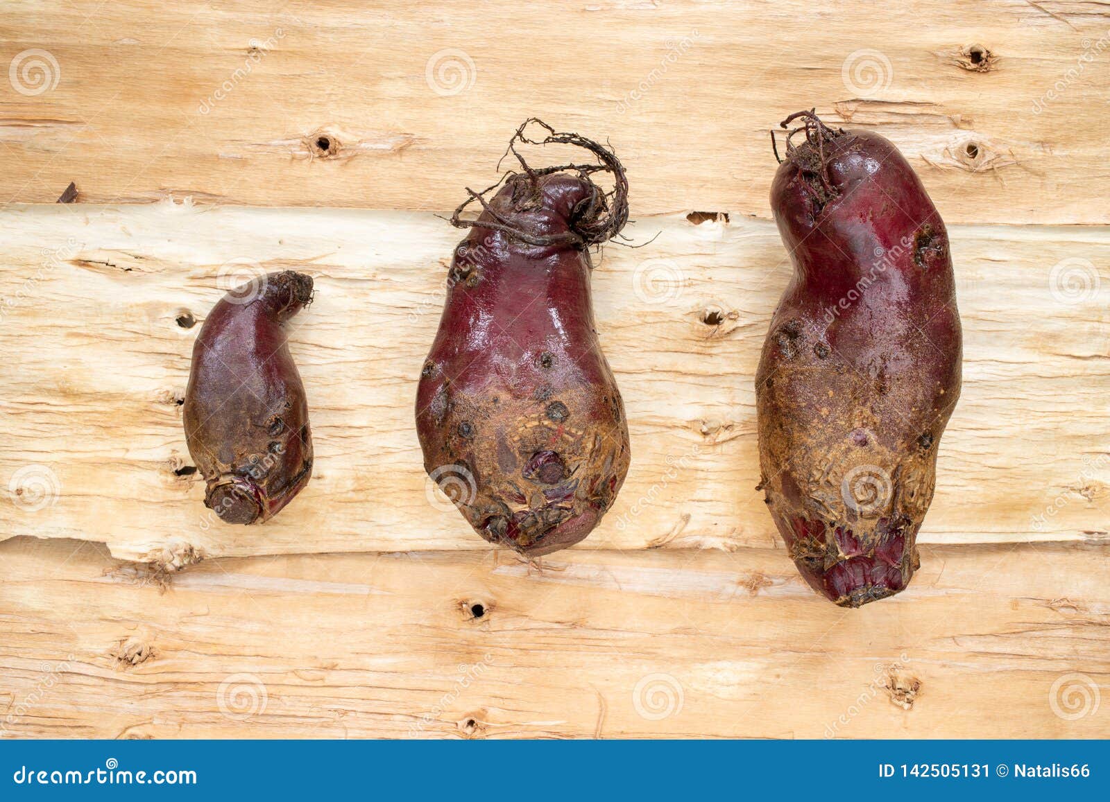 Three Ugly Beets Lying on Background of Inverted Tree Bark. Stock Image ...