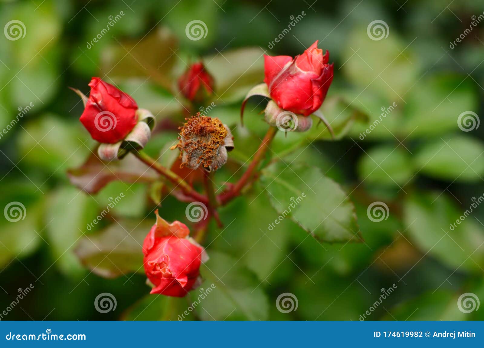 Three Unopened Rosebud on Green Leaves Background Stock Photo - Image ...