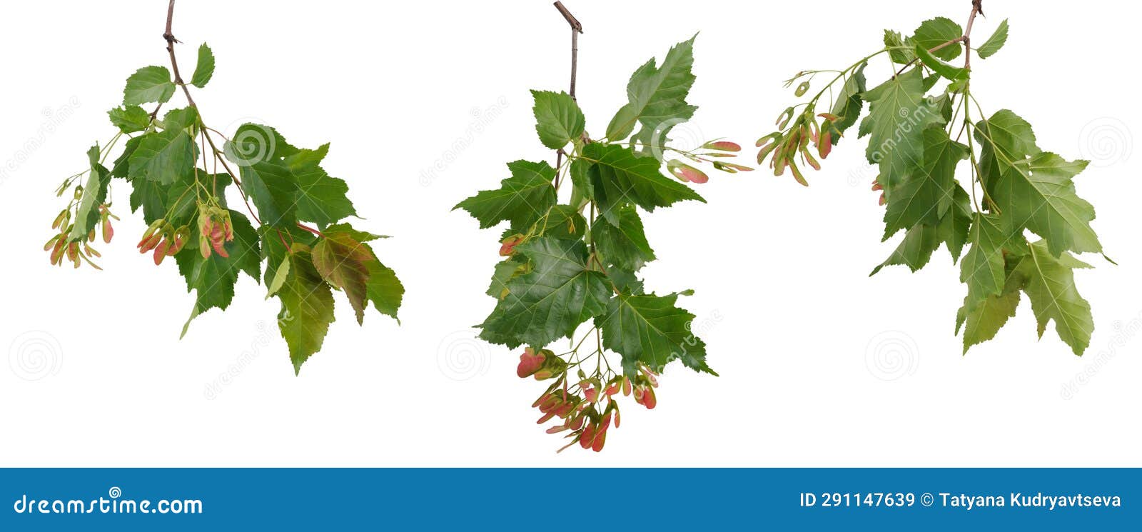 Three Various Branches of Canadian Maple Tree with Green Leaves and Red ...
