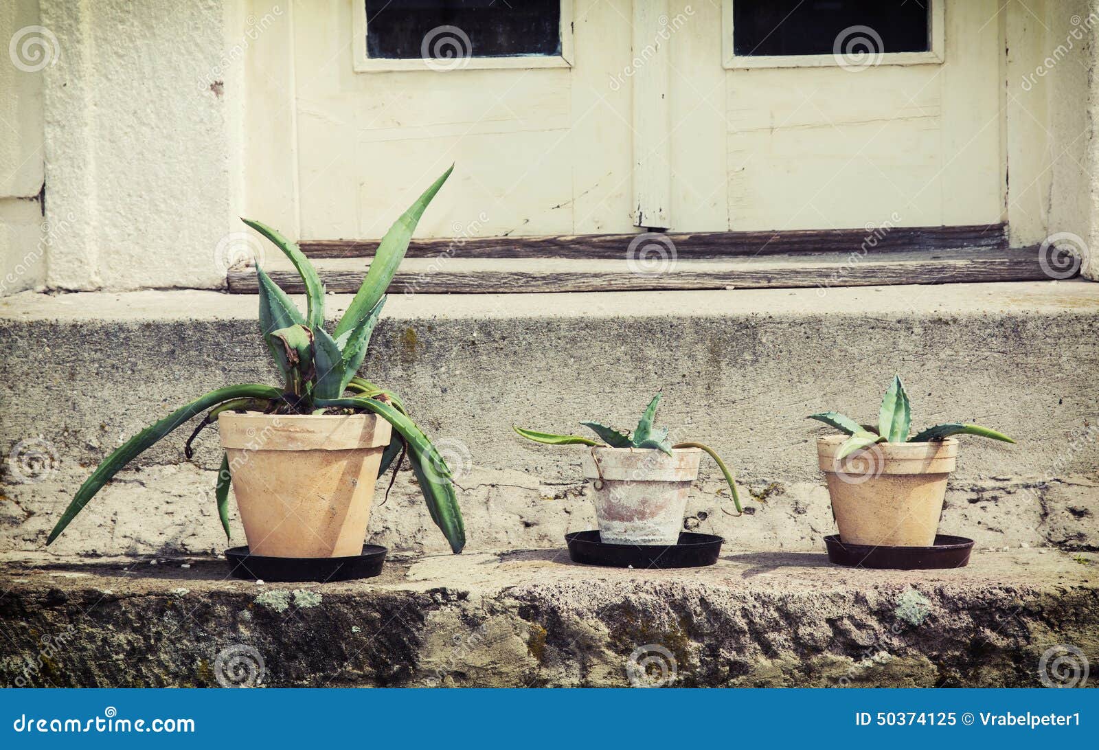 Three Various Succulent Plants in Flower Pots Stock Image - Image of ...