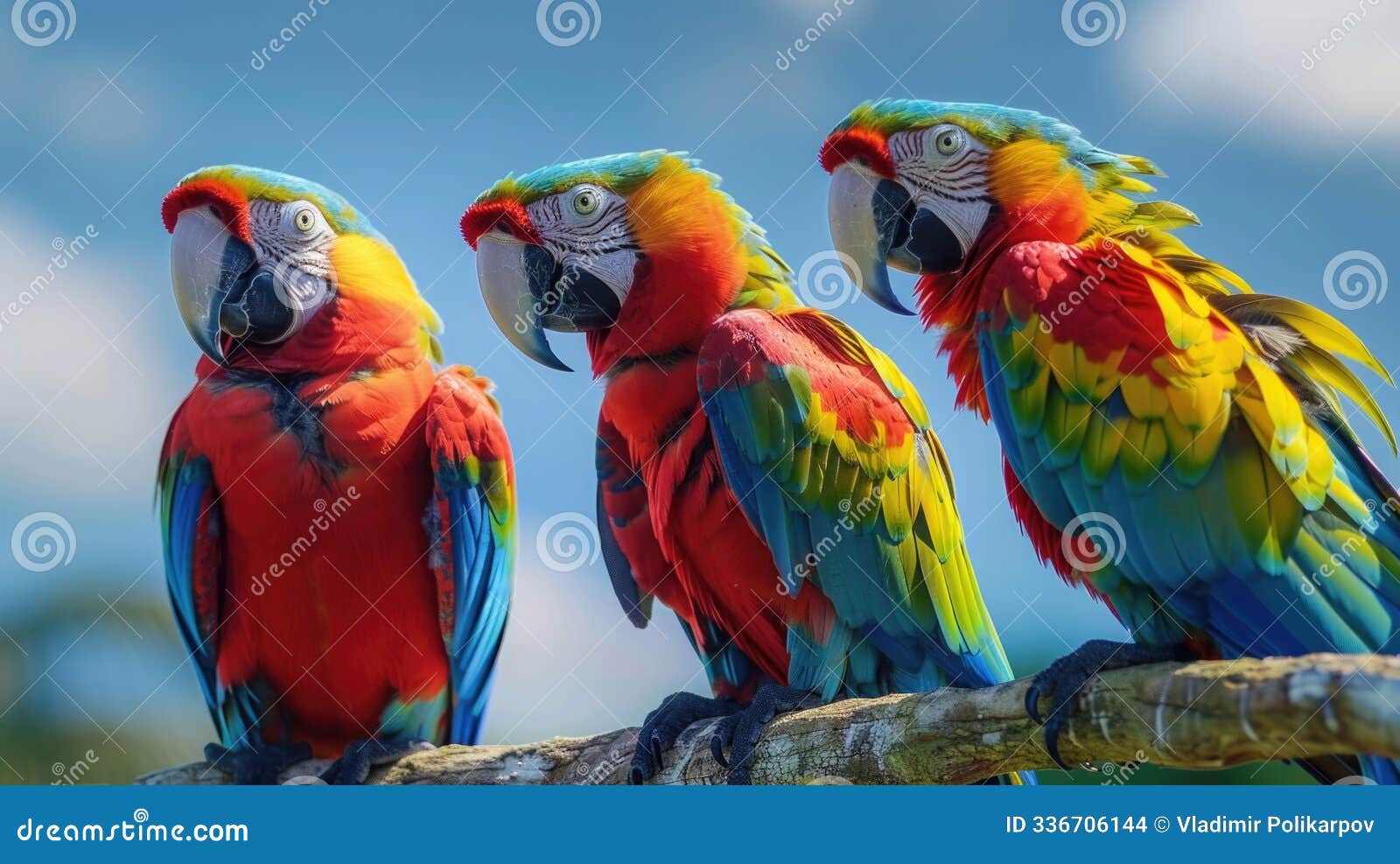 Three Vibrant Parrots Resting on a Tree Branch Stock Photo - Image of ...