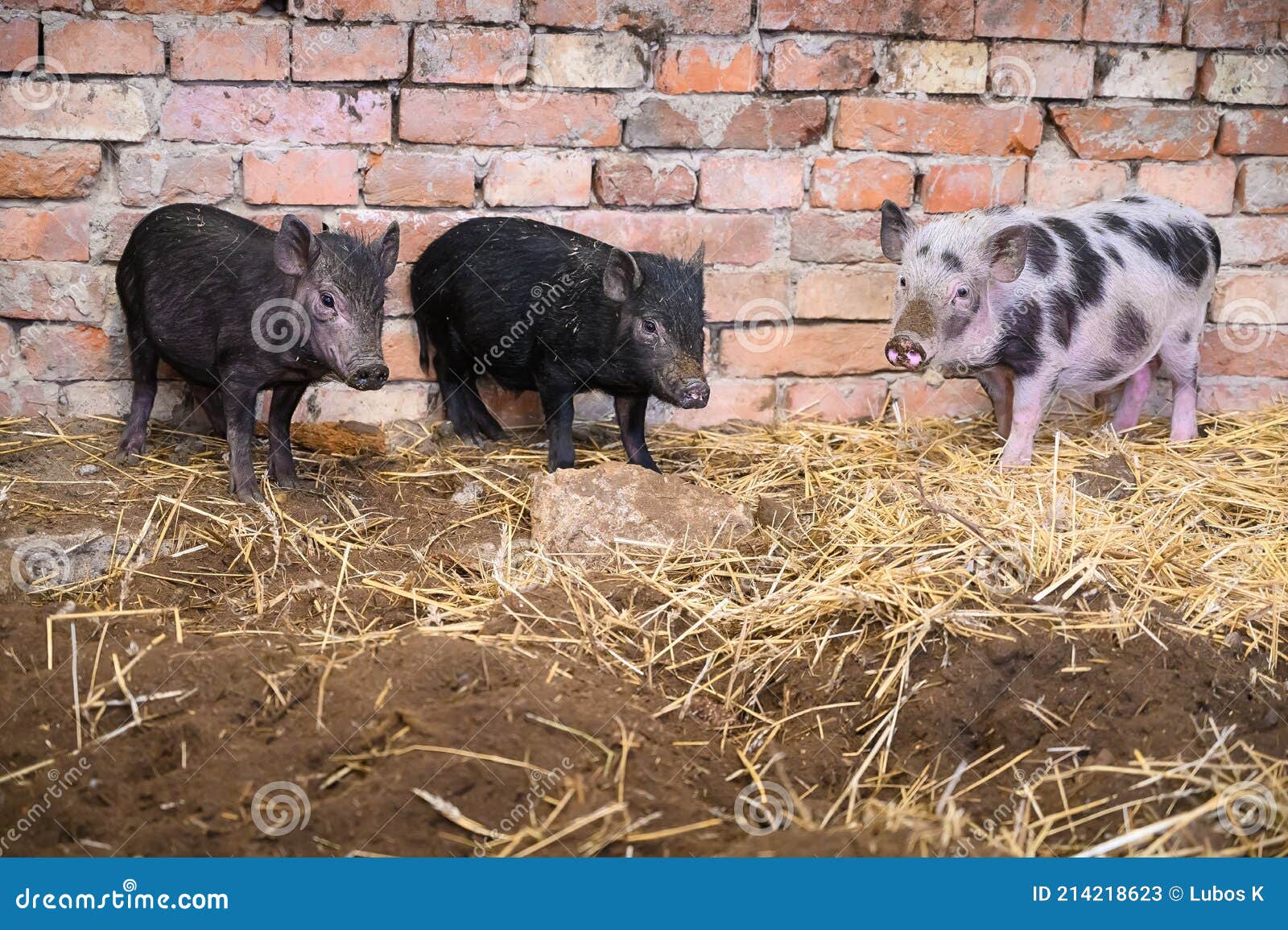 Three Vietnamese Mini Pigs in Front of Brick Wall of Pig Pen Stock ...