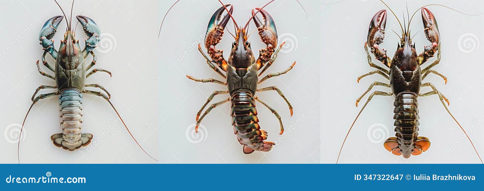 Three Views of Crayfish, One Front View and Two Side Views on a White ...