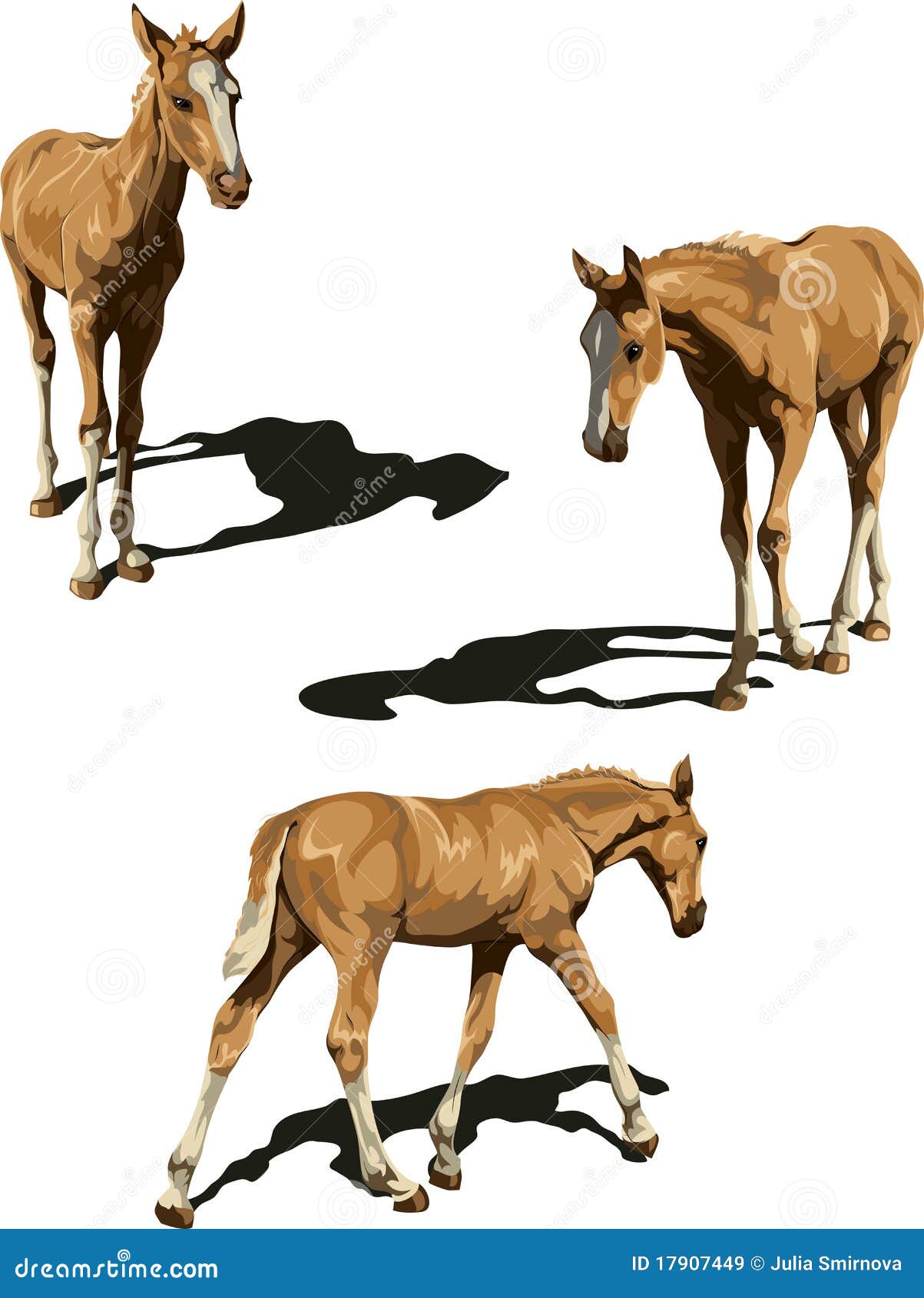 Three Views of Foal with Shadows Stock Vector - Illustration of shadow ...