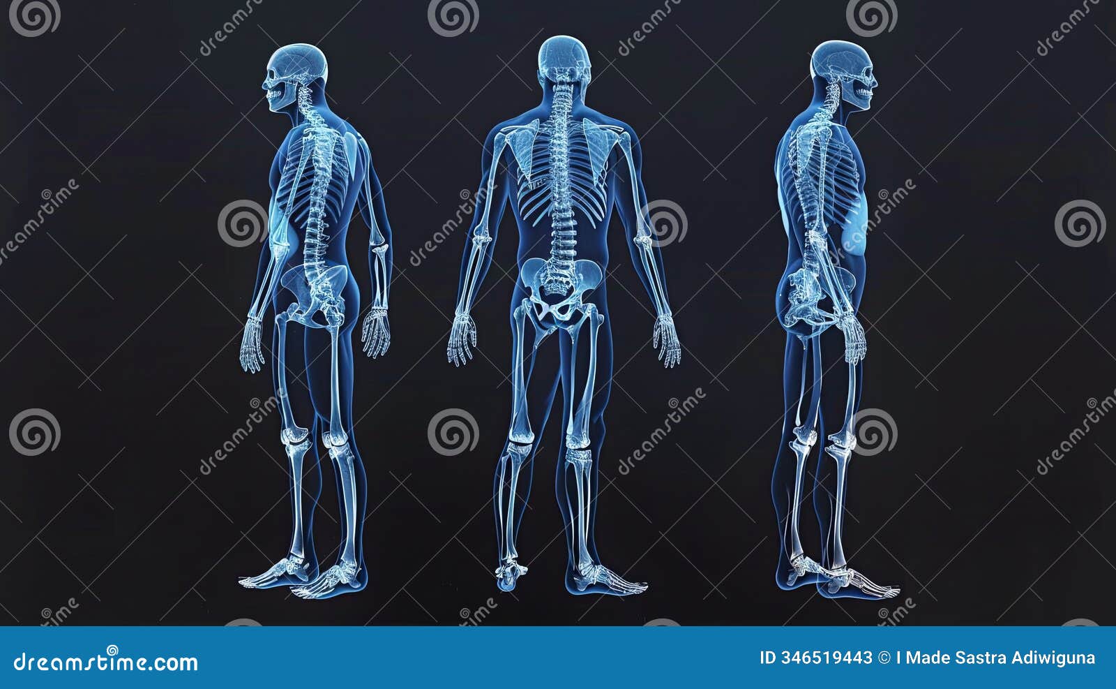 Three Views of a Human Skeleton, Showcasing the Bones in the Body, from ...