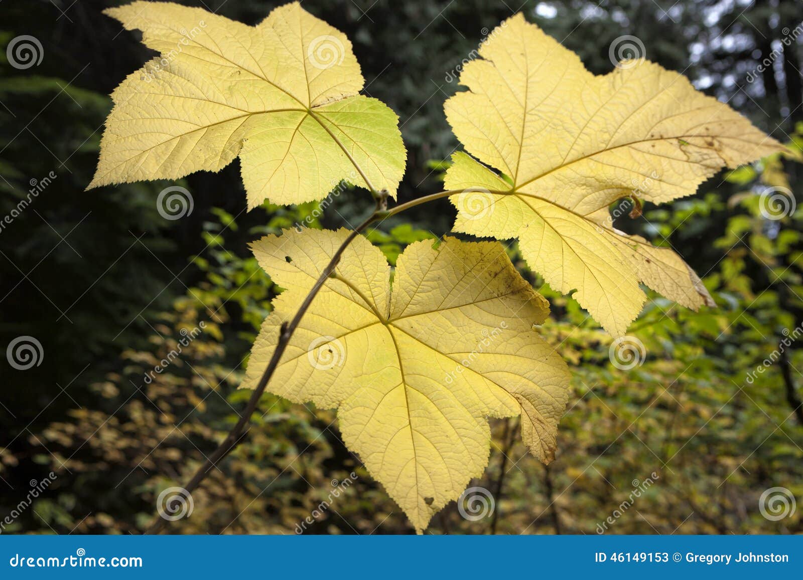 Three vine maple leaves. stock image. Image of botany - 46149153