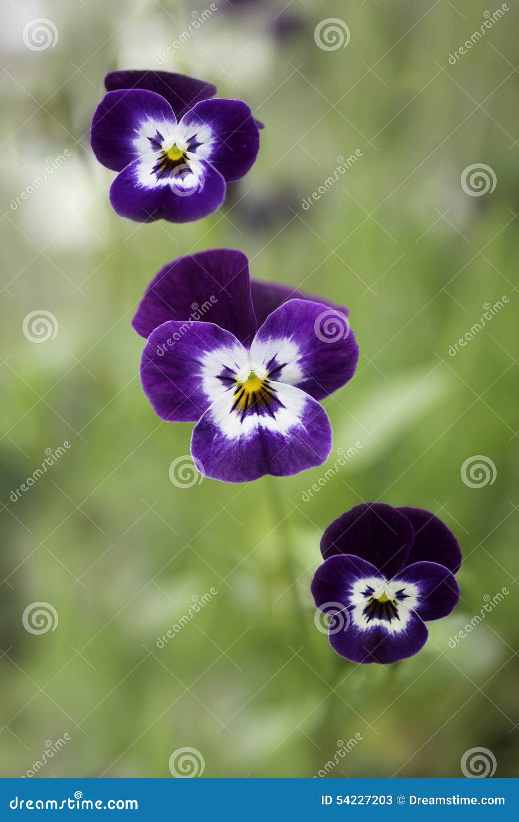 Three Viola Faces with Shallow Depth of Field Stock Image - Image of ...