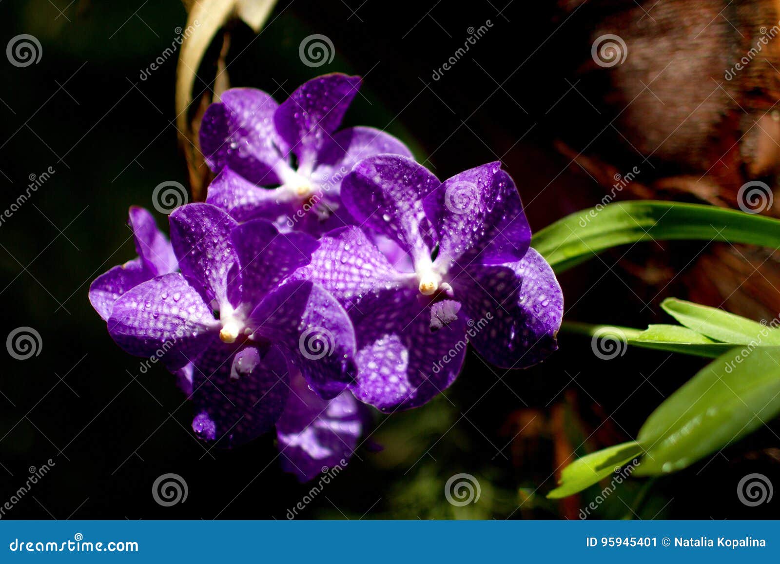 Three Violet Orchids in Greenhouse Stock Image - Image of beauty, aroma ...