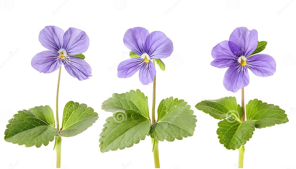Three Violets and Leaves Isolated on White Background Stock Image ...
