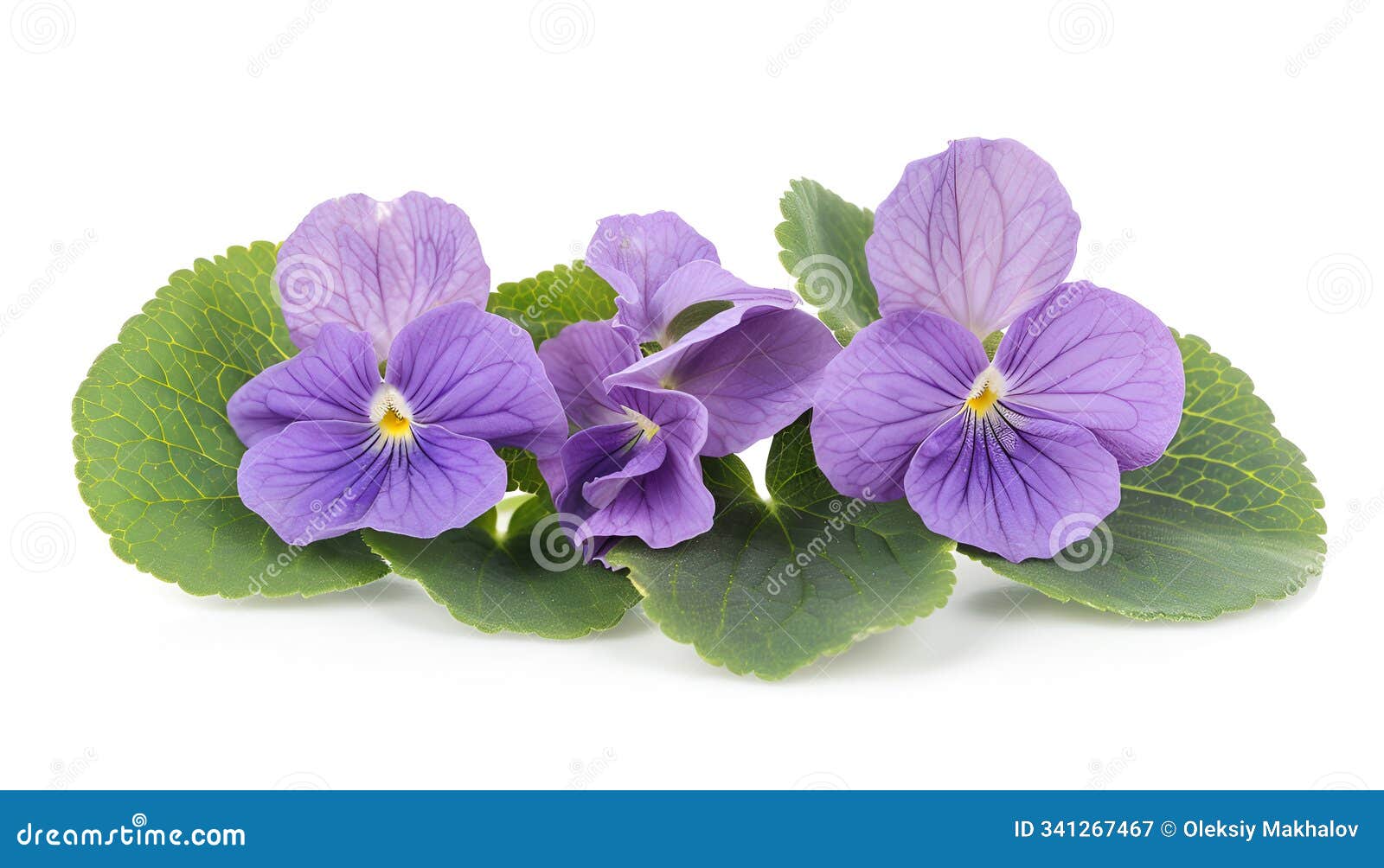 Three Violets and Leaves Isolated on White Background Stock Image ...