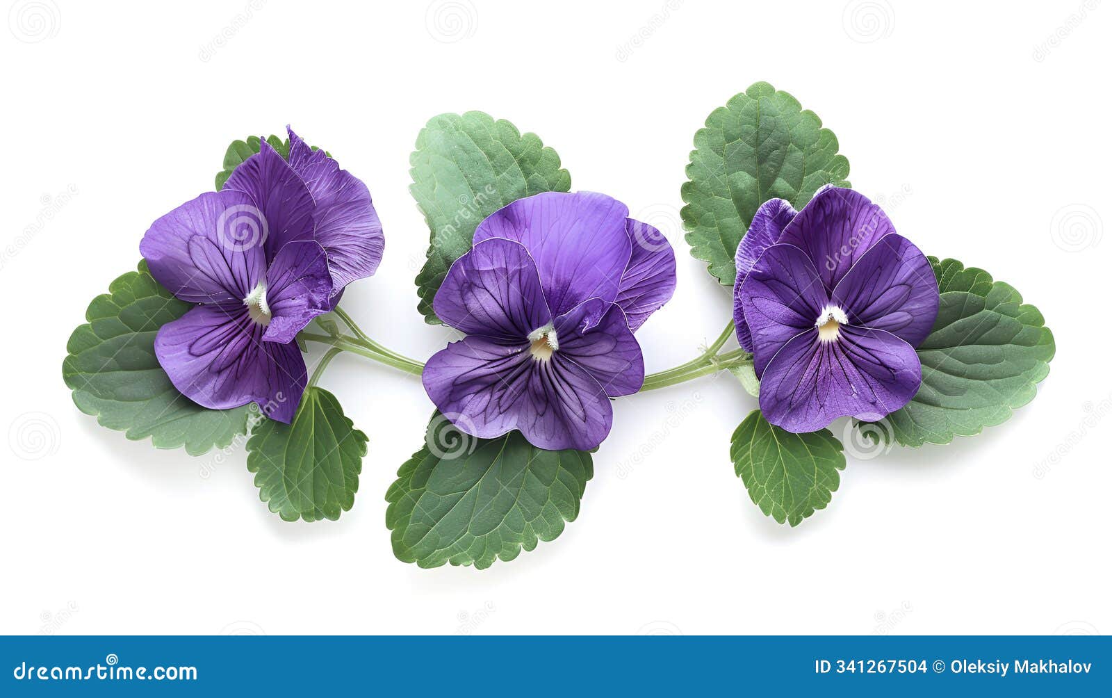 Three Violets and Leaves Isolated on White Background Stock Photo ...