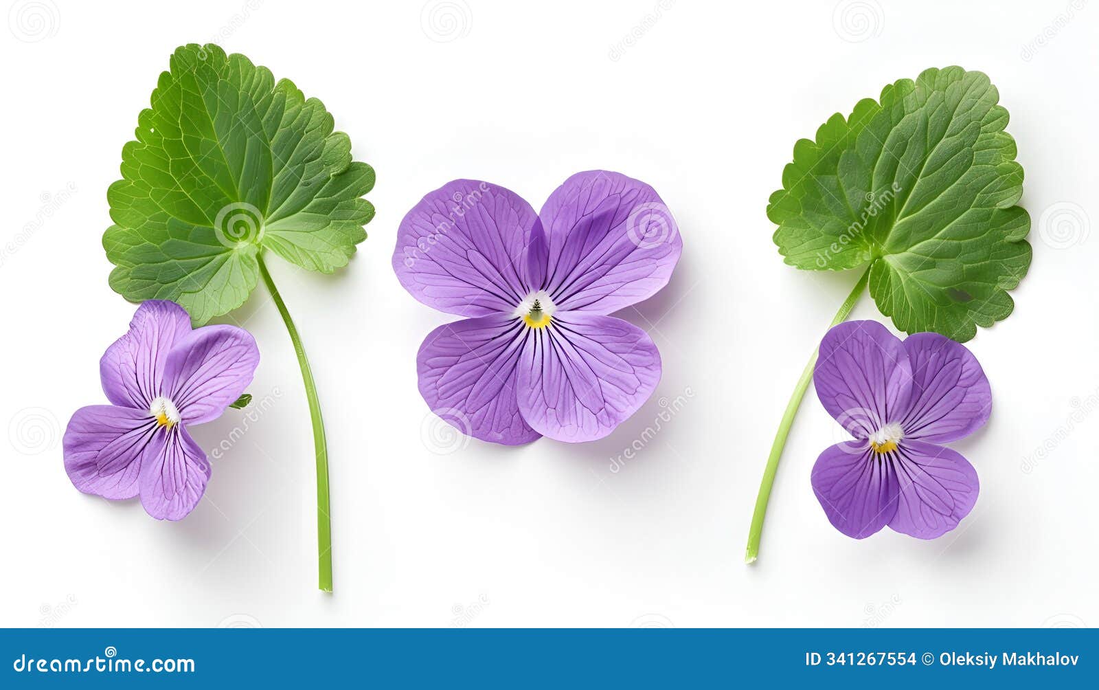Three Violets and Leaves Isolated on White Background Stock Photo ...