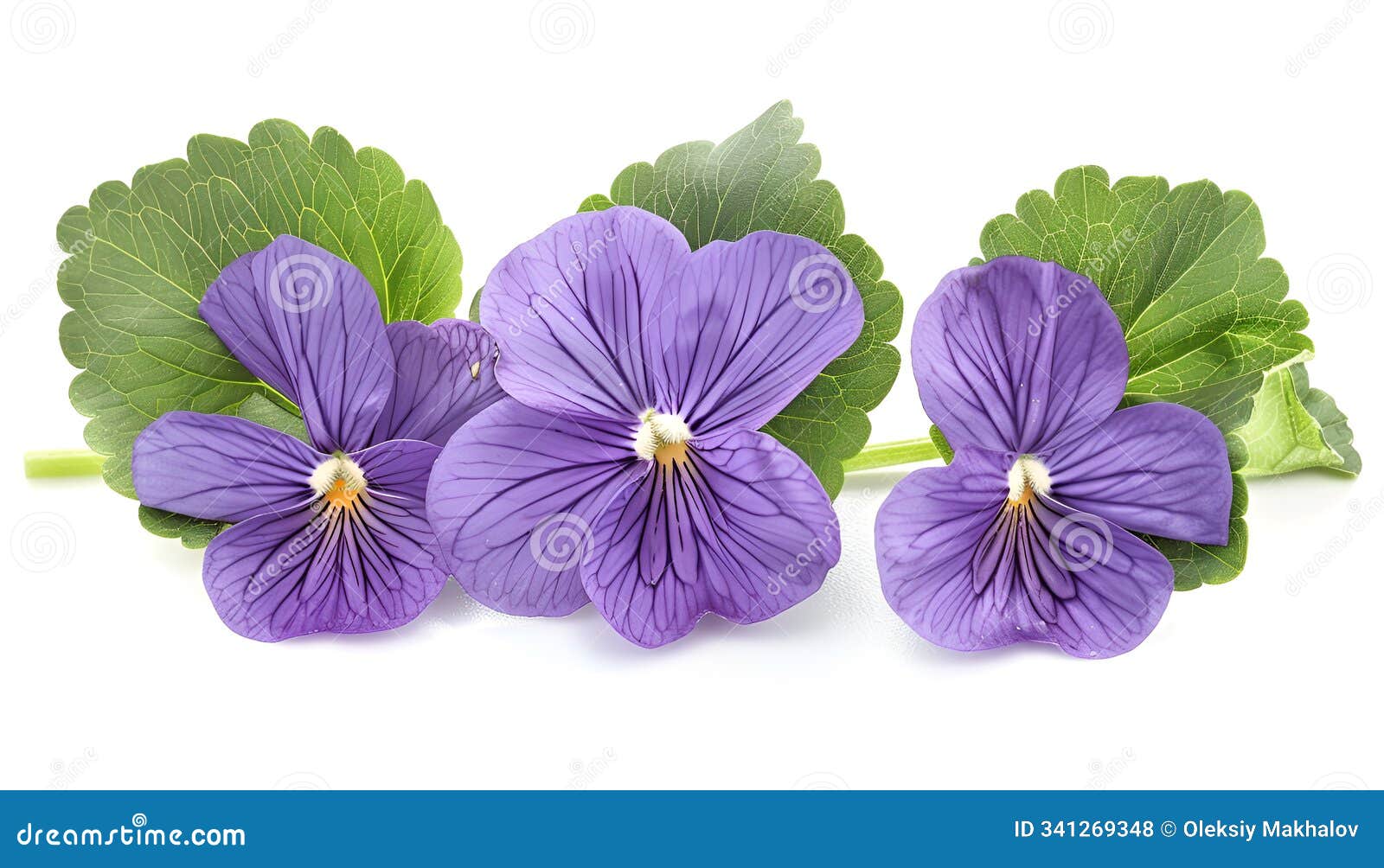 Three Violets and Leaves Isolated on White Background Stock Photo ...