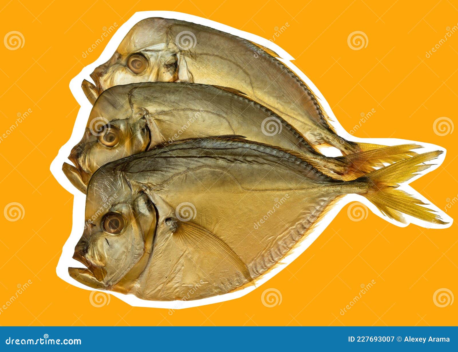 Fish Vomer in the Amount of Three Pieces Outlined with a White Stripe ...