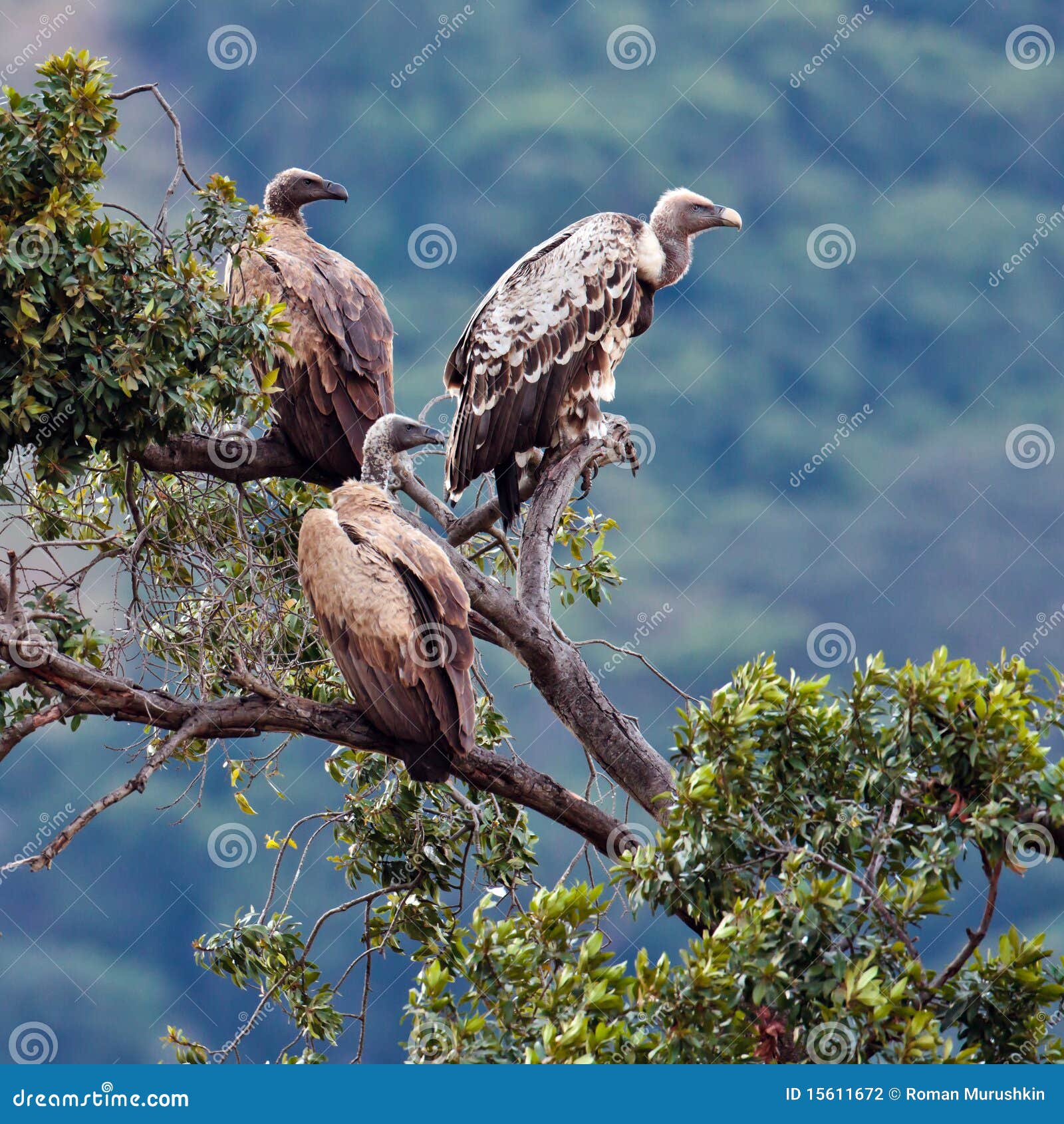 Three Vulture Sitting on Top of an Acacia Tree Stock Photo - Image of ...