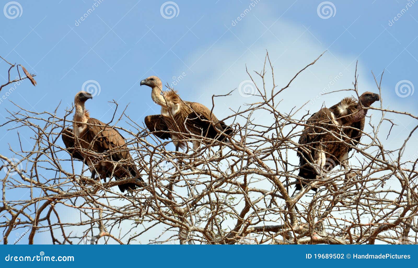 Three vultures stock photo. Image of safari, view, outdoor - 19689502