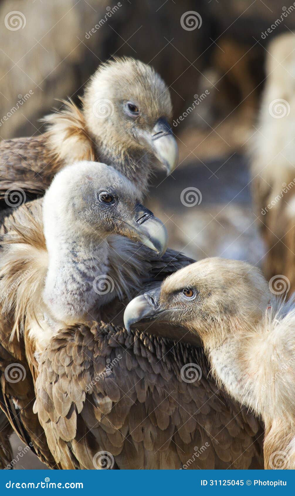 Three vultures stock image. Image of portrait, head, animals - 31125045
