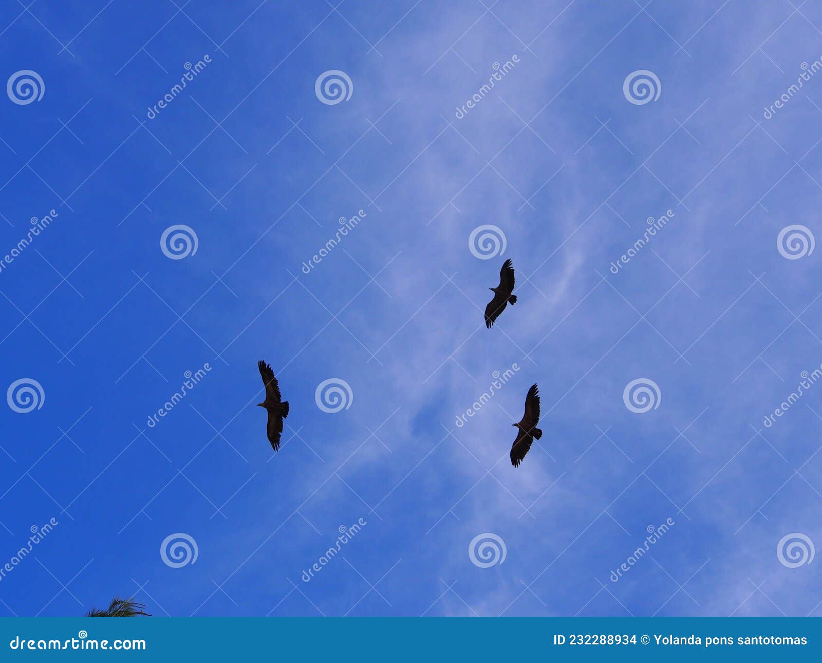 Three Vultures Flying in Blue Sky Stock Photo - Image of sports, wind ...