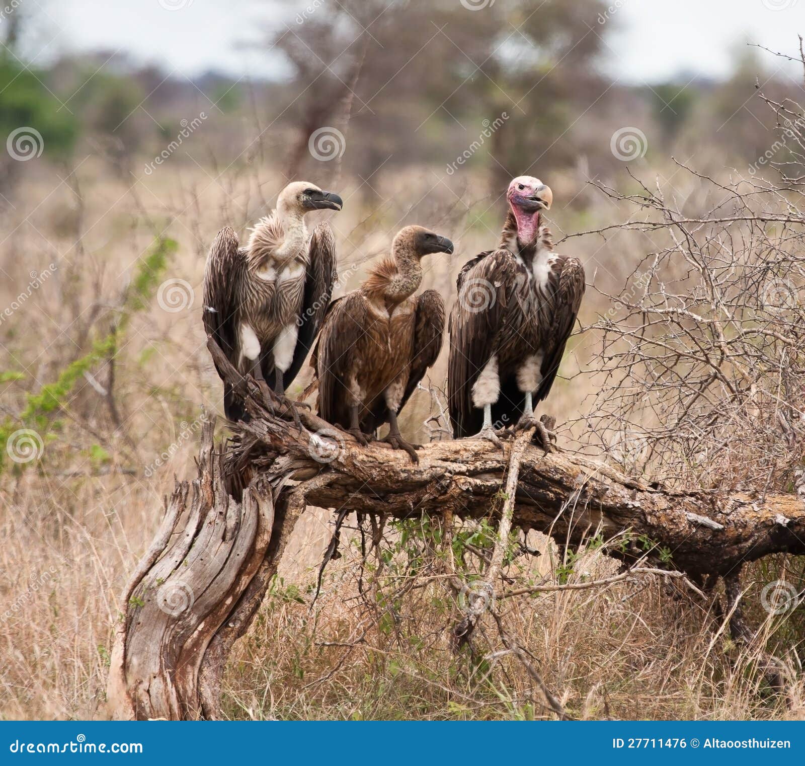 Three Vultures Sitting on Branch Stock Photo - Image of animal, natural ...