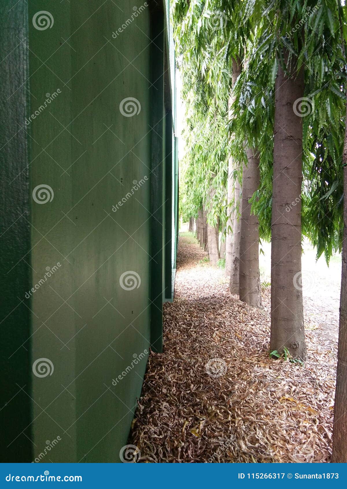 Tree and wall stock image. Image of garden, wall, green - 115266317