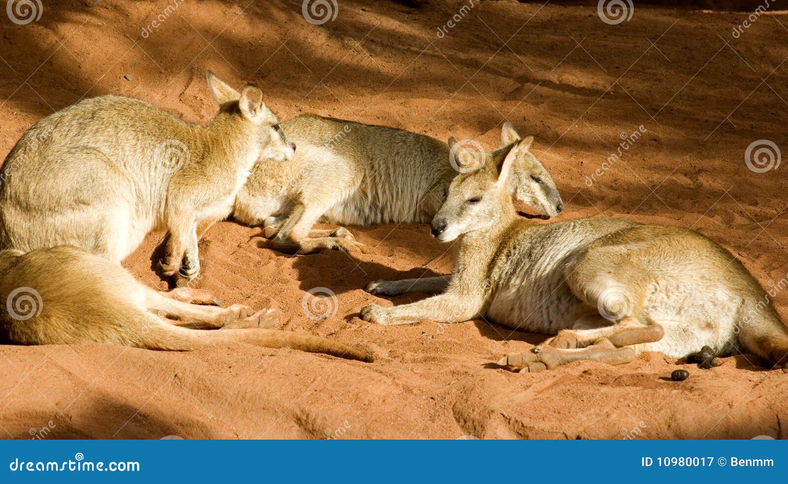 Three wallabies stock image. Image of icon, kangaroo - 10980017