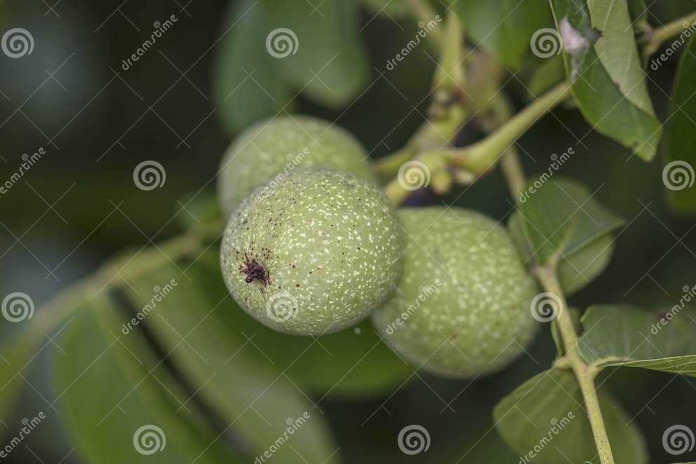 Three Walnuts Grow on the Tree Stock Photo - Image of garden, natural ...