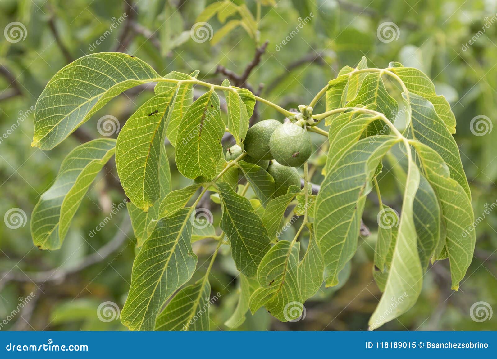 Walnut Branch with Green Walnuts Growing Stock Image - Image of ...