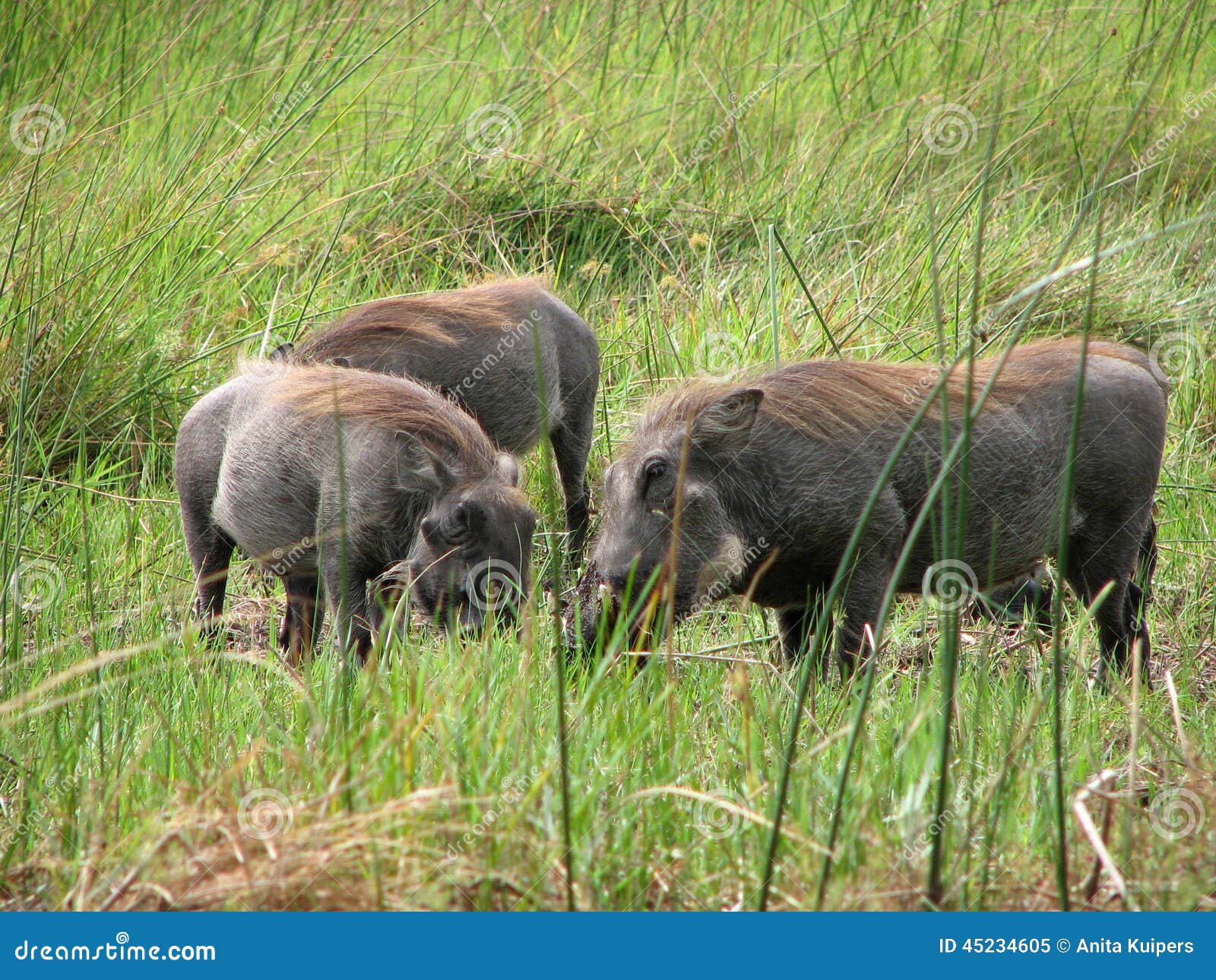 Three Warthogs Seeking Food Stock Image - Image of warthogs, warthog ...