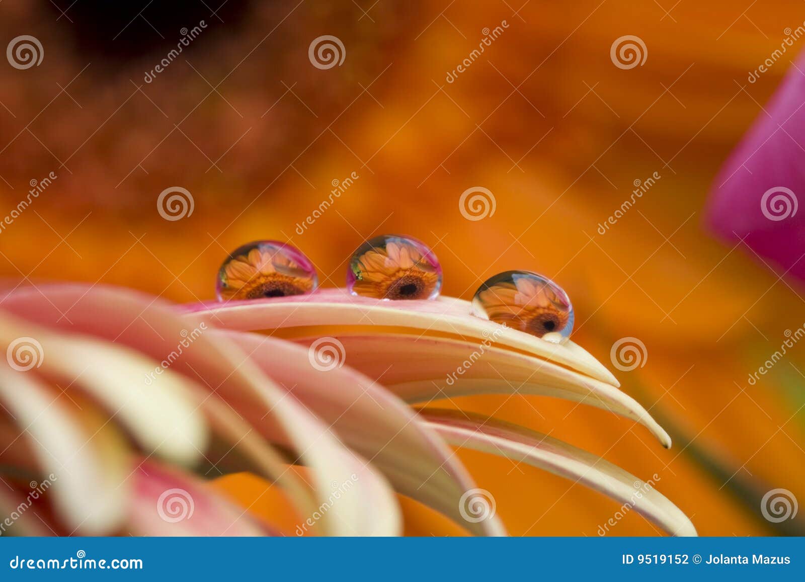 Three Water Drops Picture. Image: 9519152