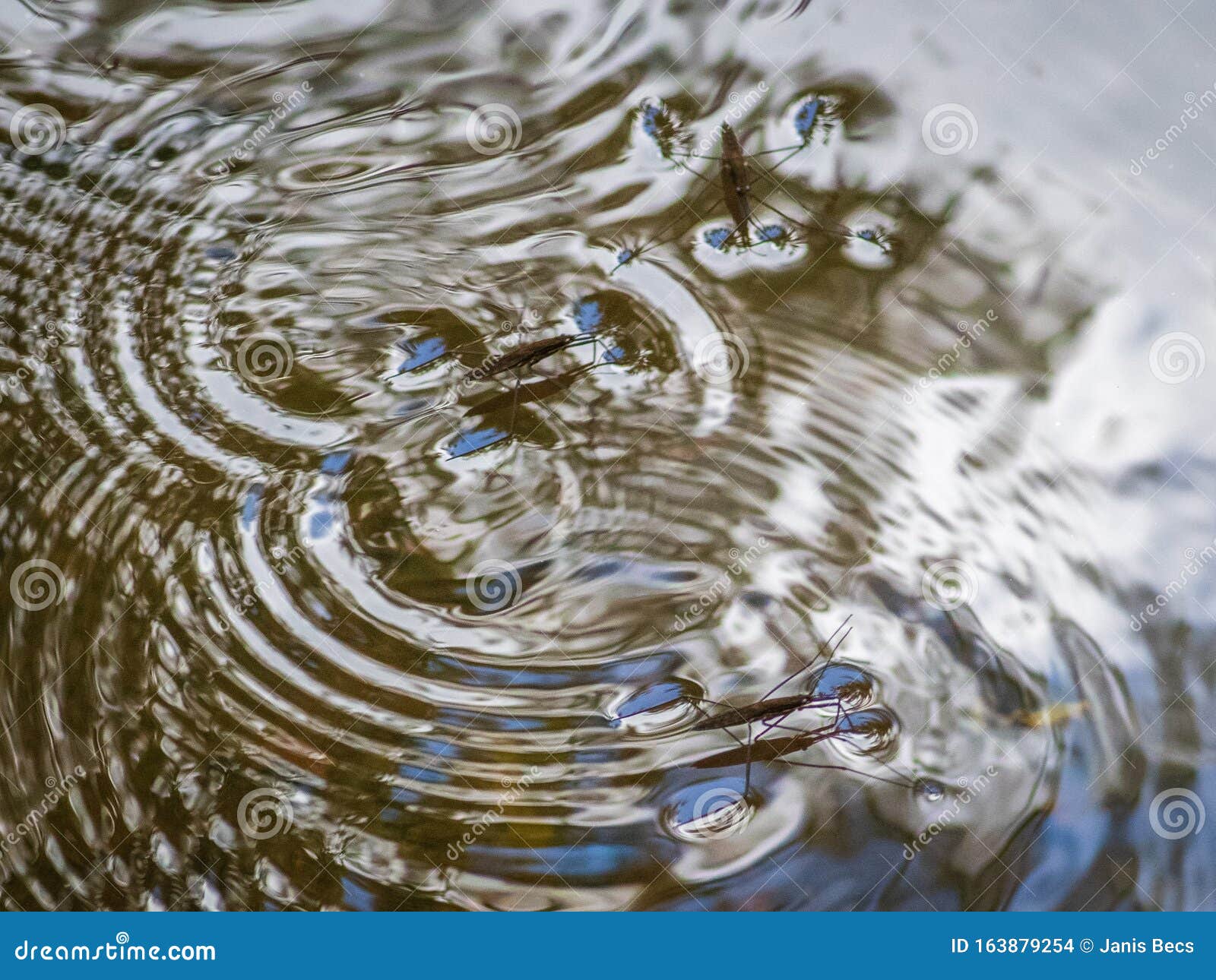 Three Water Striders on the Water Surface Making Overlapping Circles on ...