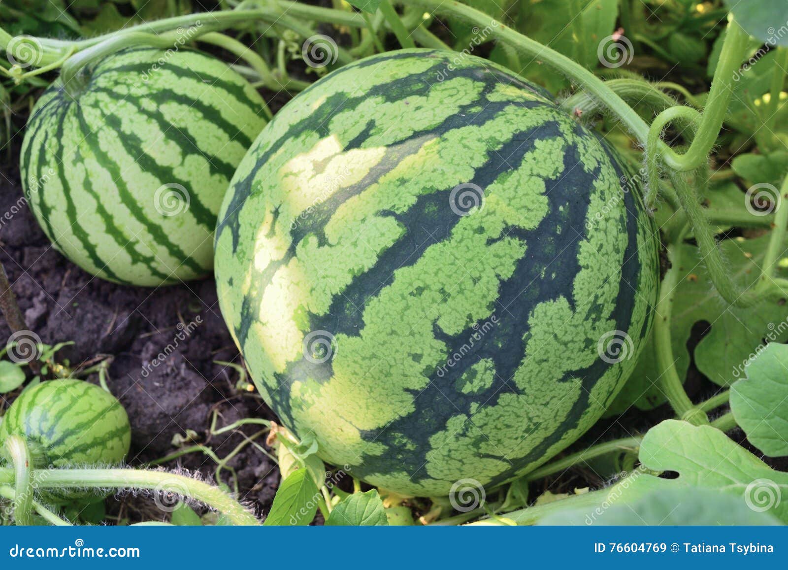 Three Watermelons Growing in the Garden Stock Image - Image of nature ...