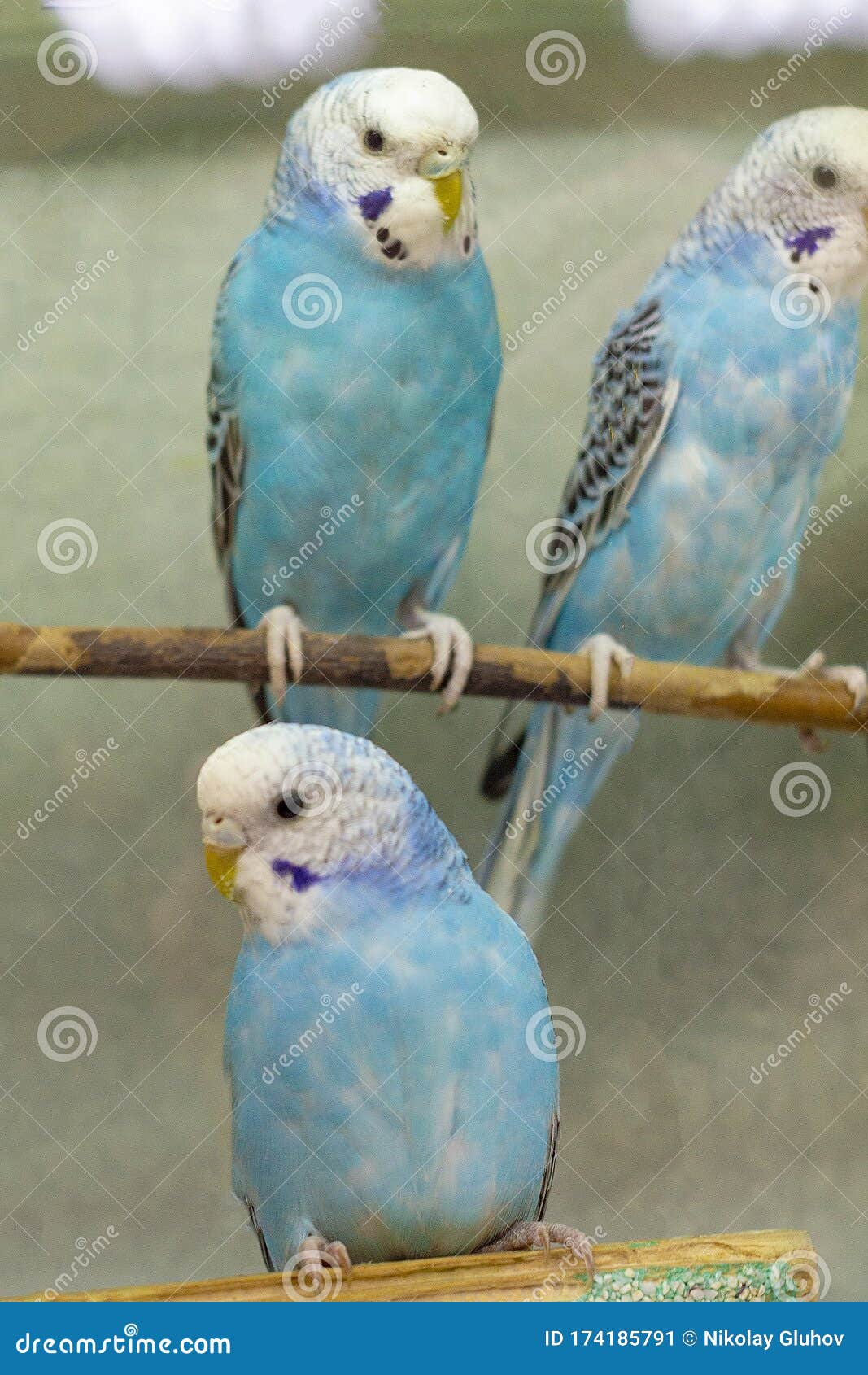 Three Wavy Blue Parrots. Front View. Nature Beautiful Stock Image ...