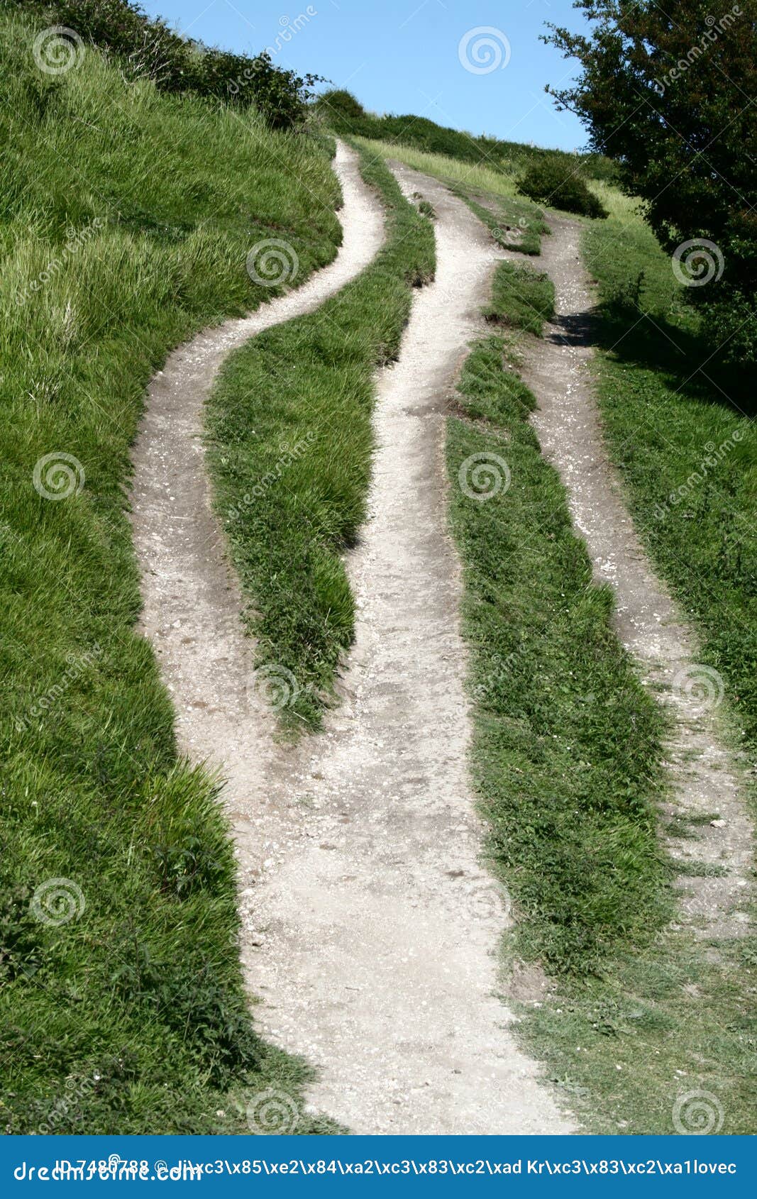Three way stock photo. Image of tree, blue, branched, grass - 7480788