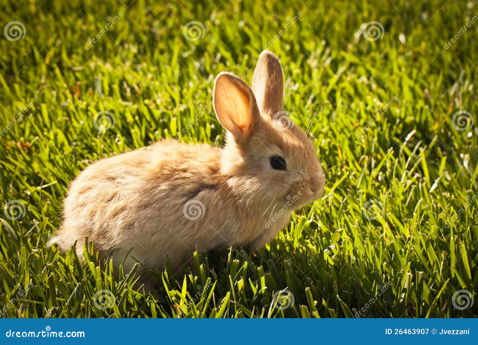 Three week old baby bunny stock image. Image of fluffy - 26463907