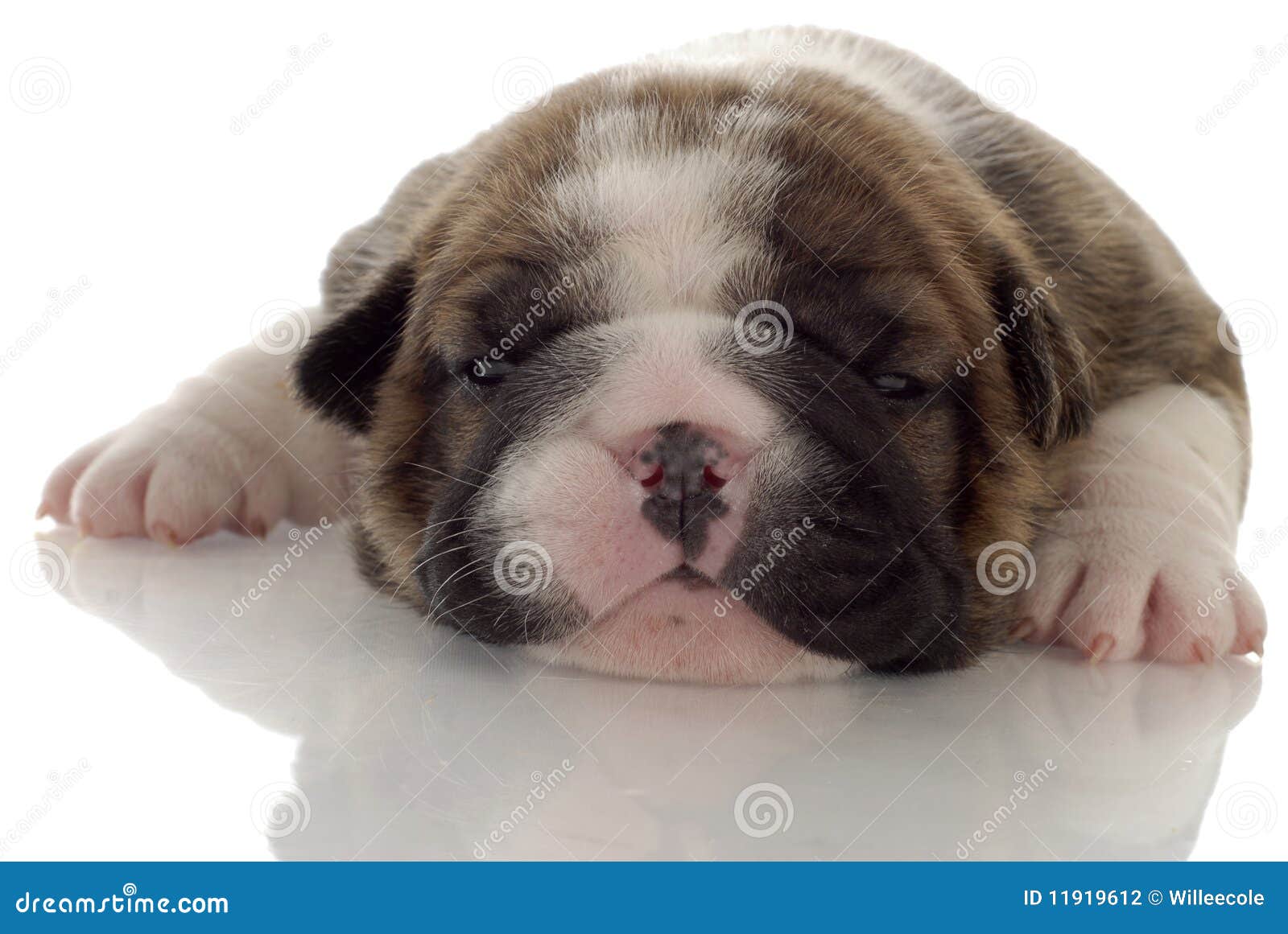 Three Week Old Bulldog Puppy Stock Photo - Image of bulldog, baby: 11919612