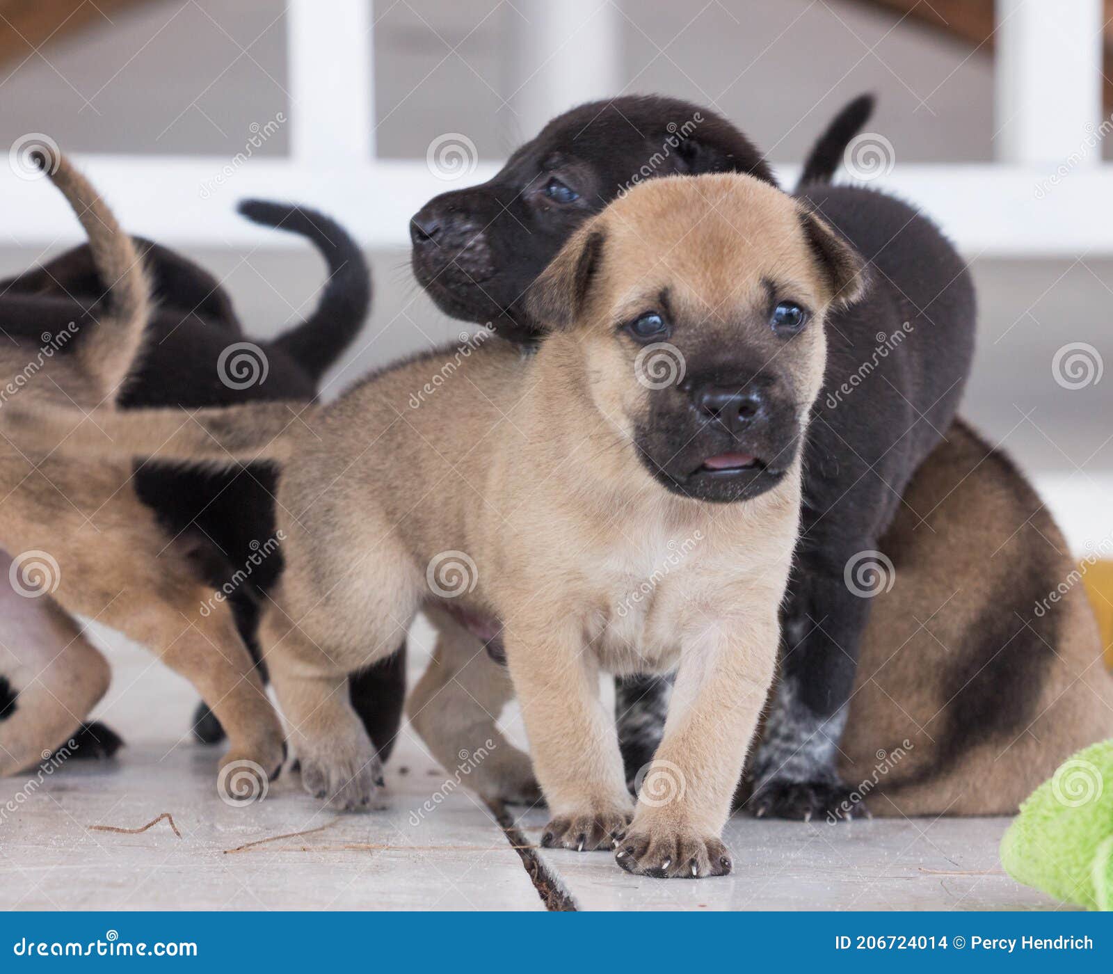 Three Week Old Puppy Playing with Siblings Stock Photo - Image of cute ...