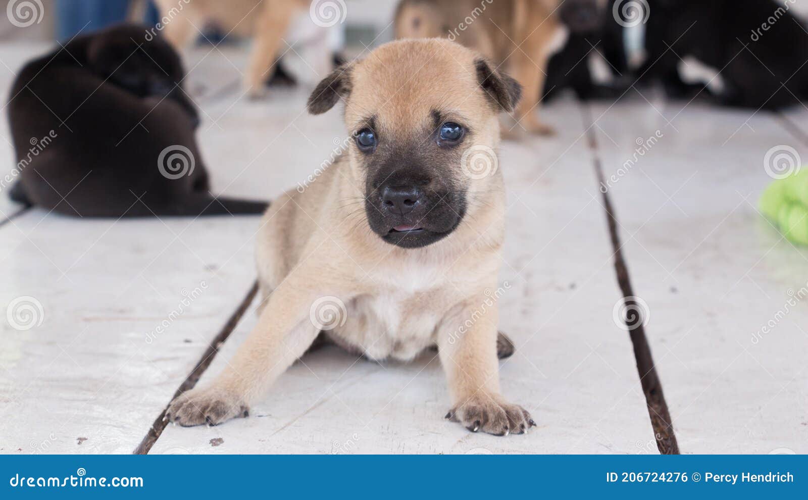 Three Week Old Puppy Playing with Siblings Stock Photo - Image of paws ...
