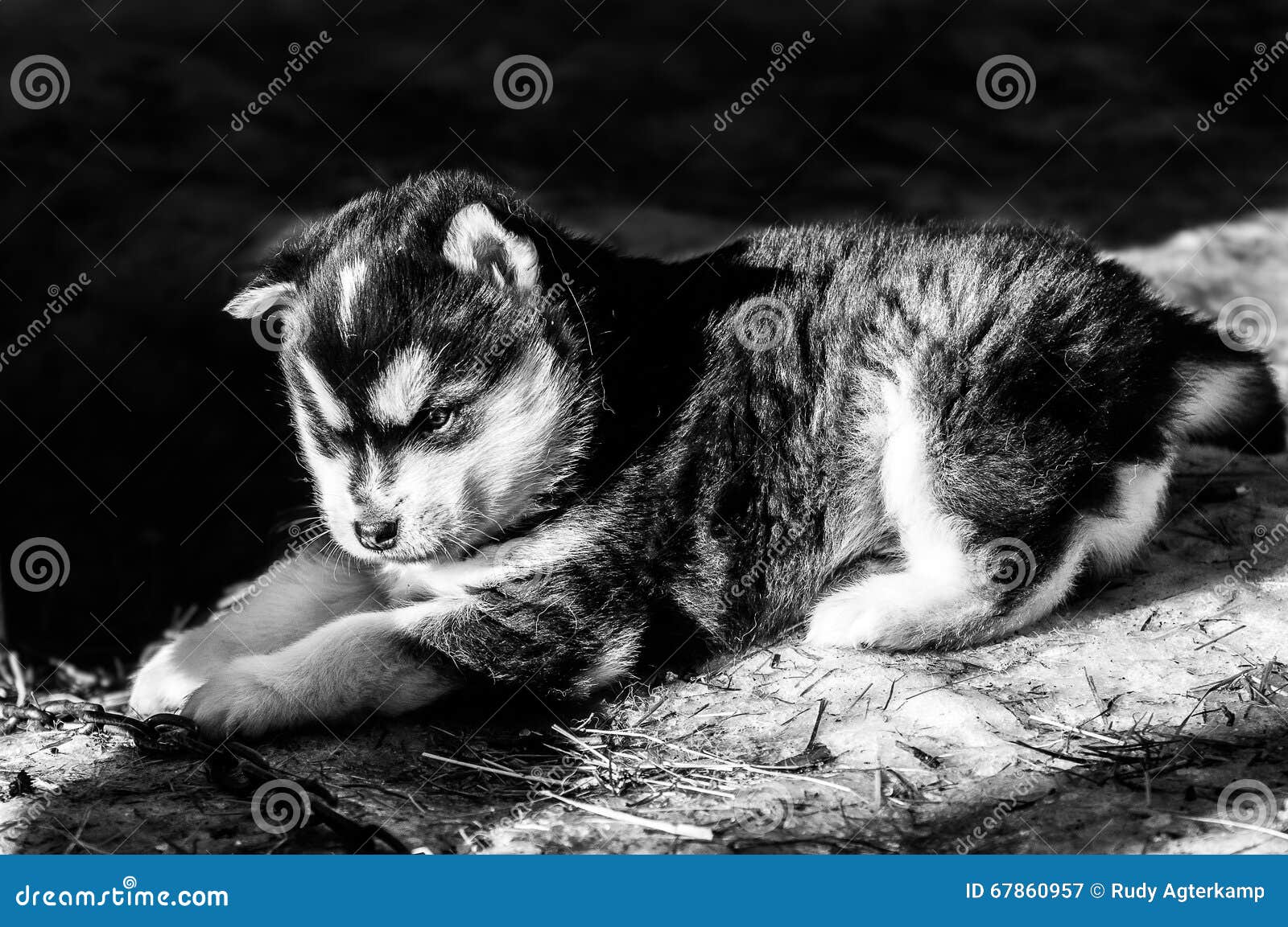 Three Weeks Old Alaskan Malamute Puppy Stock Image - Image of sleepy ...