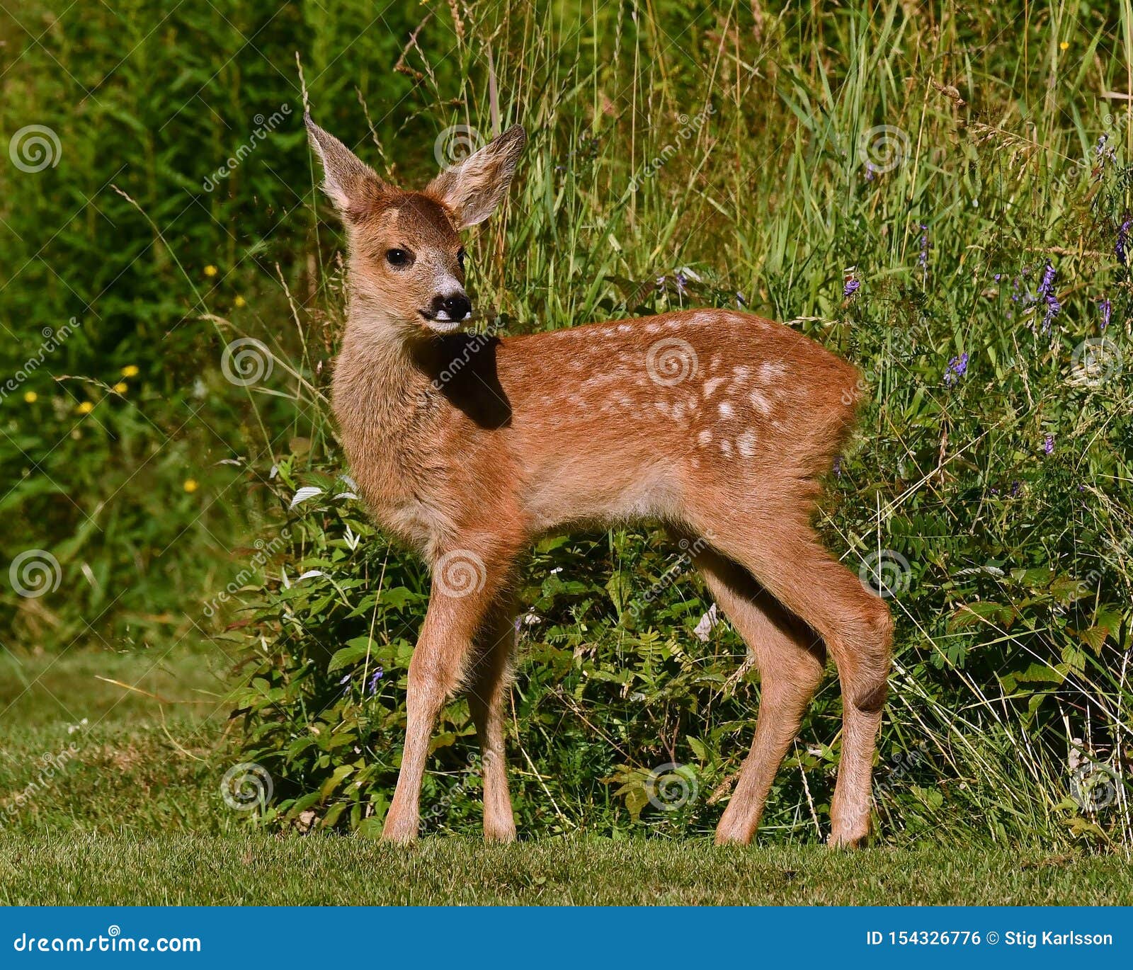 Three Weeks Young Wild Roe Deer, Capreolus Capreolus Stock Photo ...