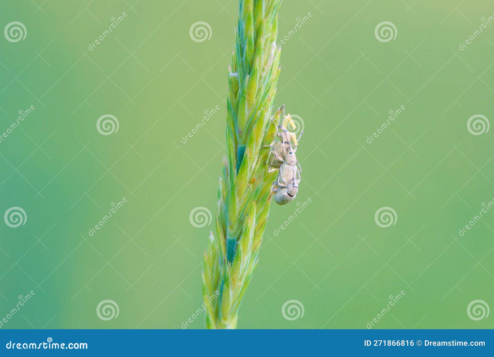 Gray Weevils Stock Photos - Free & Royalty-Free Stock Photos from ...