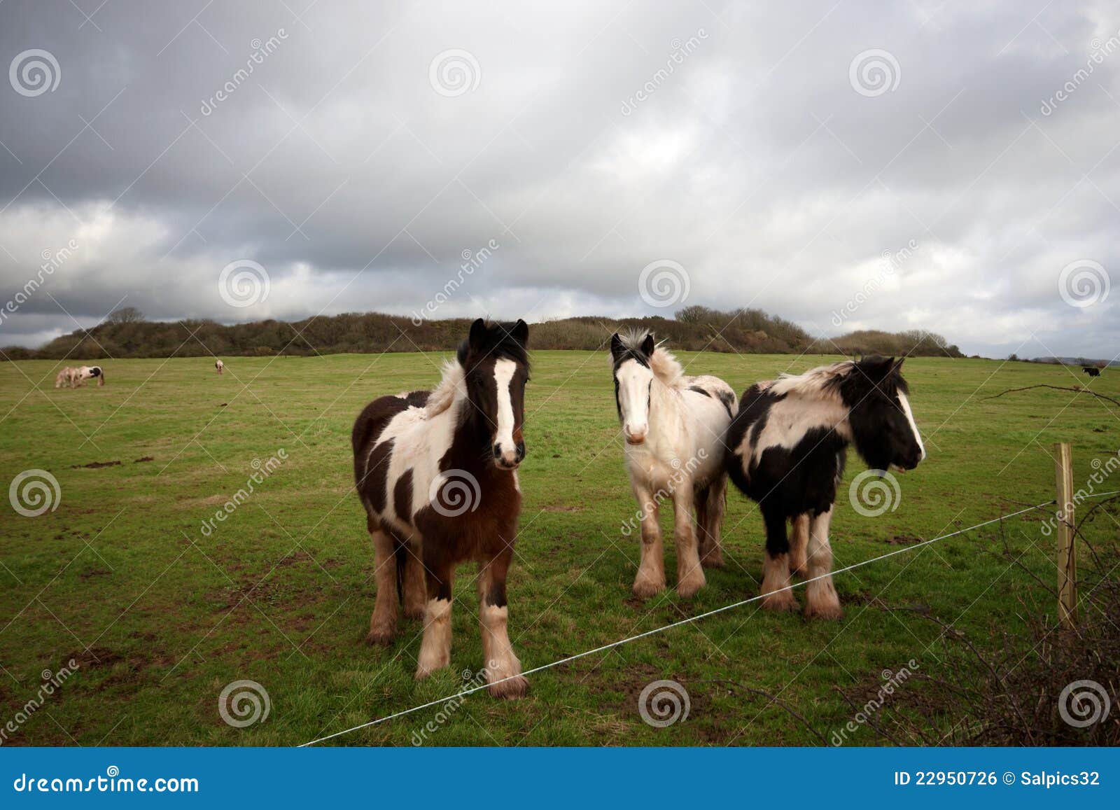 Three welsh ponies stock photo. Image of electrical, daytime - 22950726