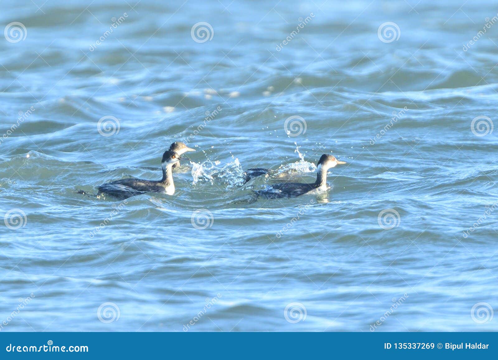 Three Western Grebe in the Backwater Stock Image - Image of wildlife ...