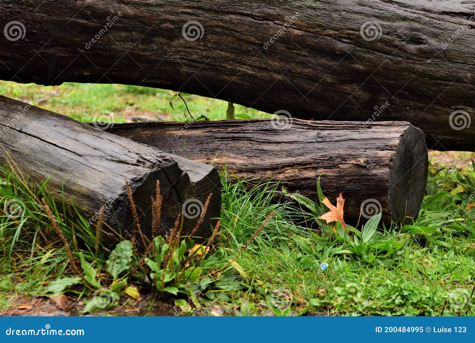Three Wet Brown Tree Trunks Laying on Grass Stock Image - Image of ...