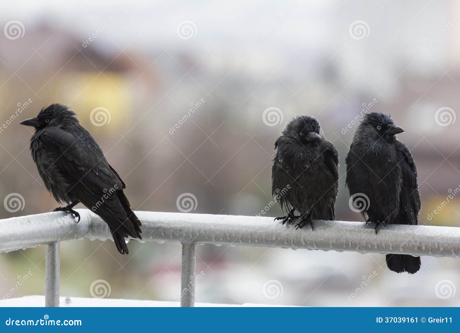 Three Wet Crows Sitting on Balcony Rail Stock Image - Image of steeel ...