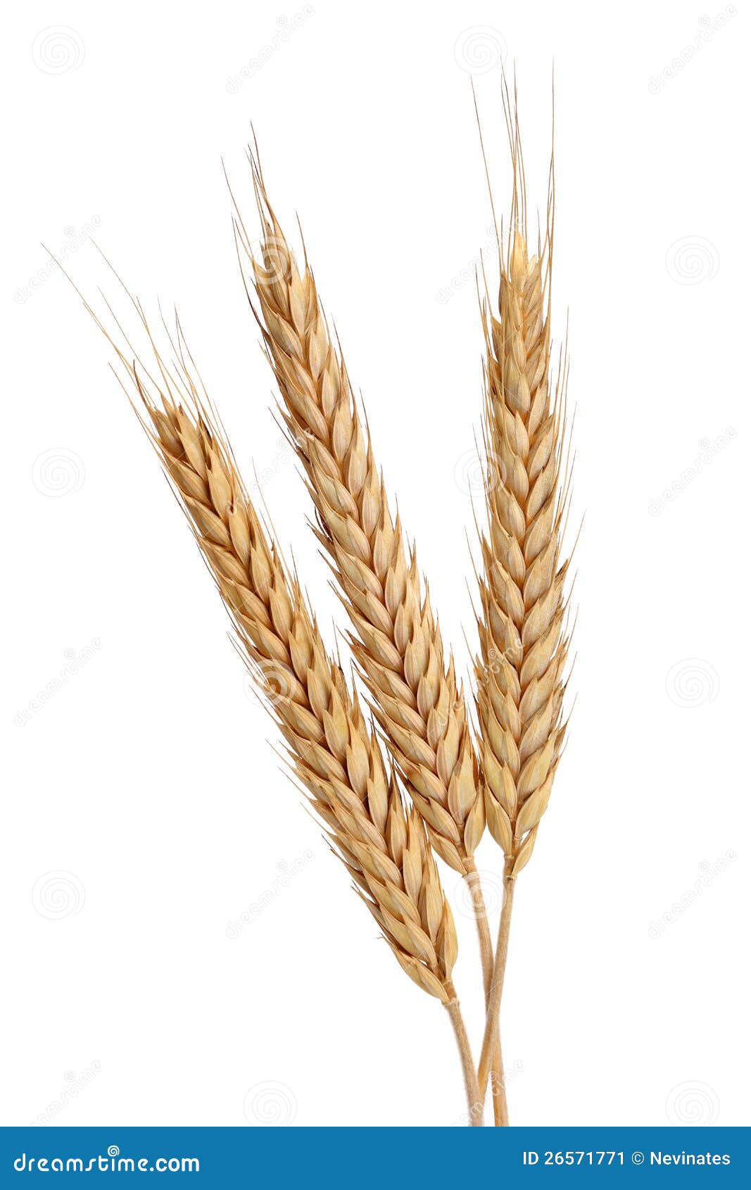 Three Wheat stock image. Image of stalk, macro, stalks - 26571771