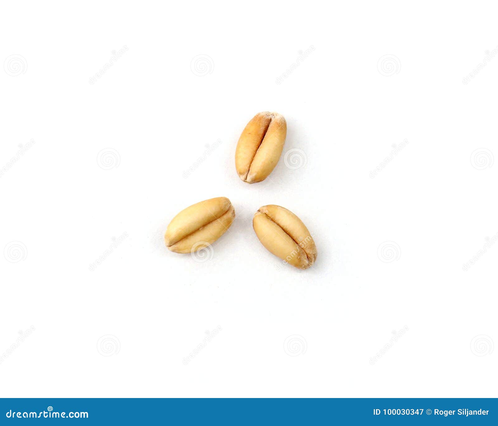 Three Wheat Grain Kernels on a White Background Stock Image - Image of ...